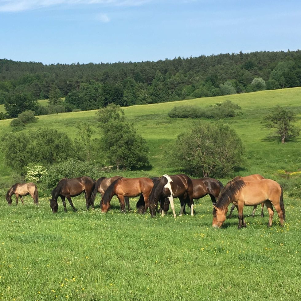 Nature in Poland – Discover Wild Landscapes, Forests & National Parks